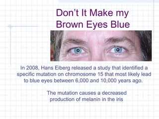 Human eye color inheritance, Mr. Wright | PPT