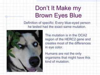 Human eye color inheritance, Mr. Wright | PPT