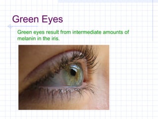 Hereditary Eye Color
