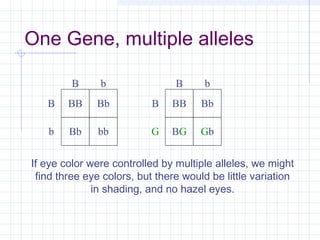 Multiple Alleles Eye Color