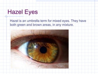 Mixture Of All Eye Colors