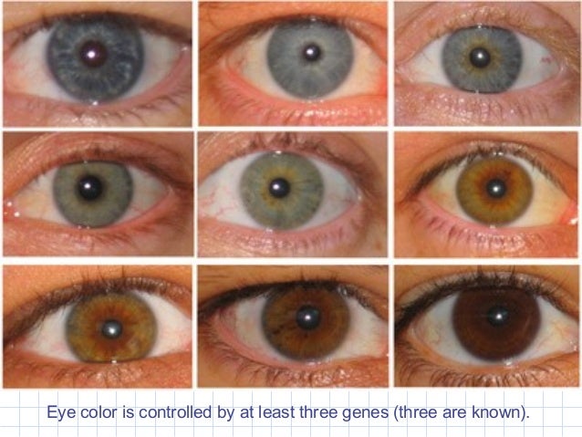 Eye Colour Inheritance