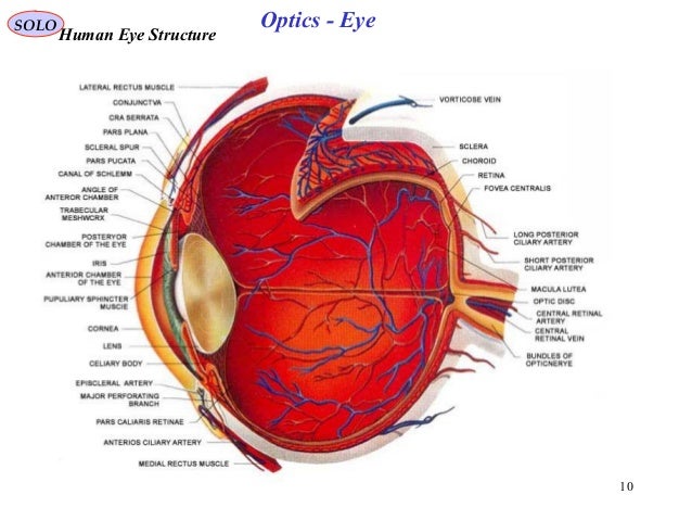 Human eye optics