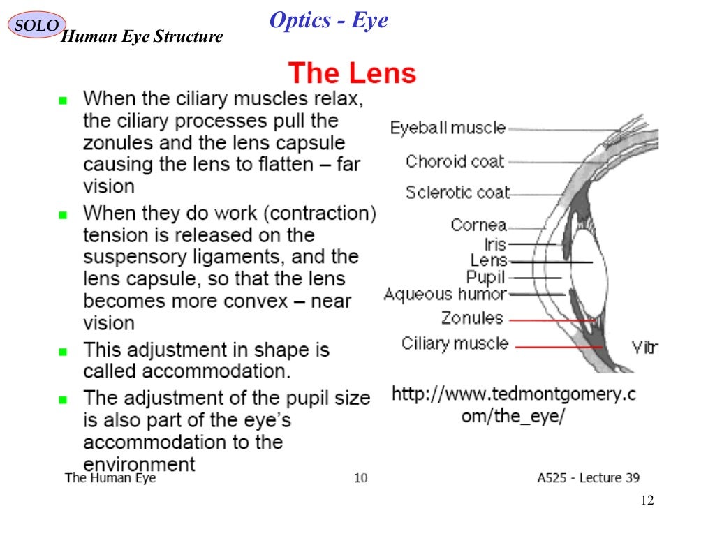 Human eye optics