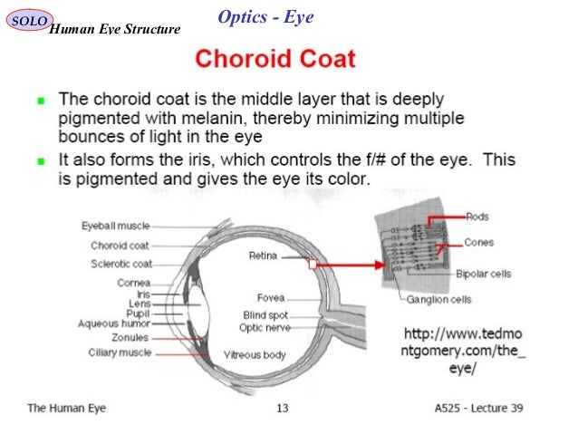 Human eye optics