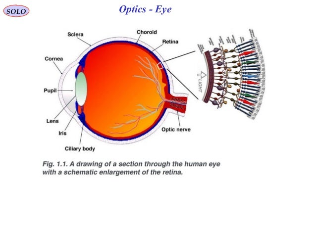 Human eye optics