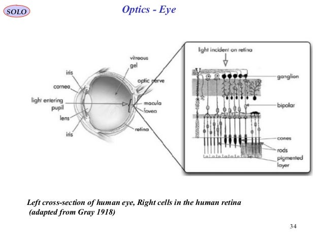 Human eye optics