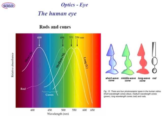 Human eye optics