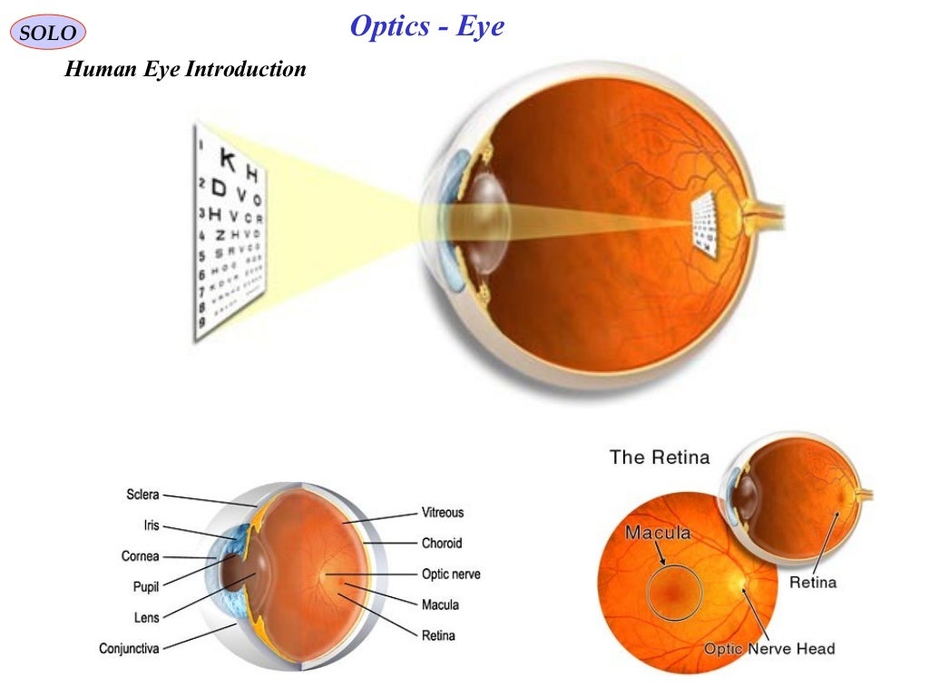 Human Eye Optics Human Eye Optics