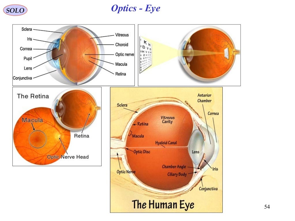 Human eye optics