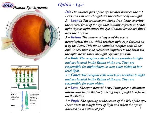 Human eye optics