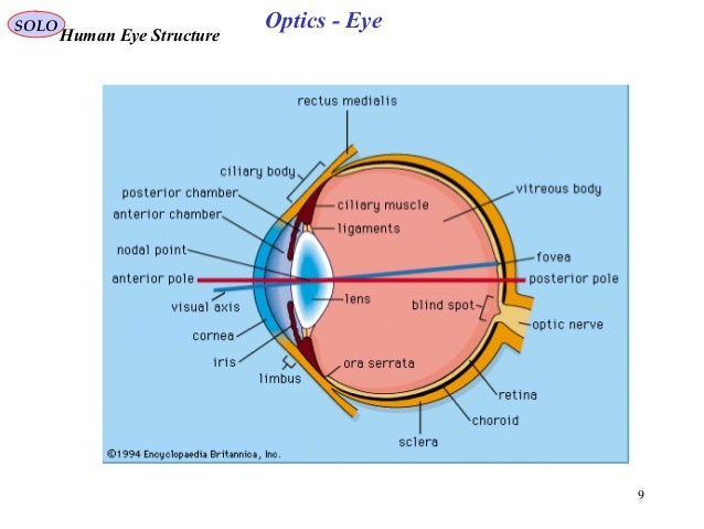 Human eye optics