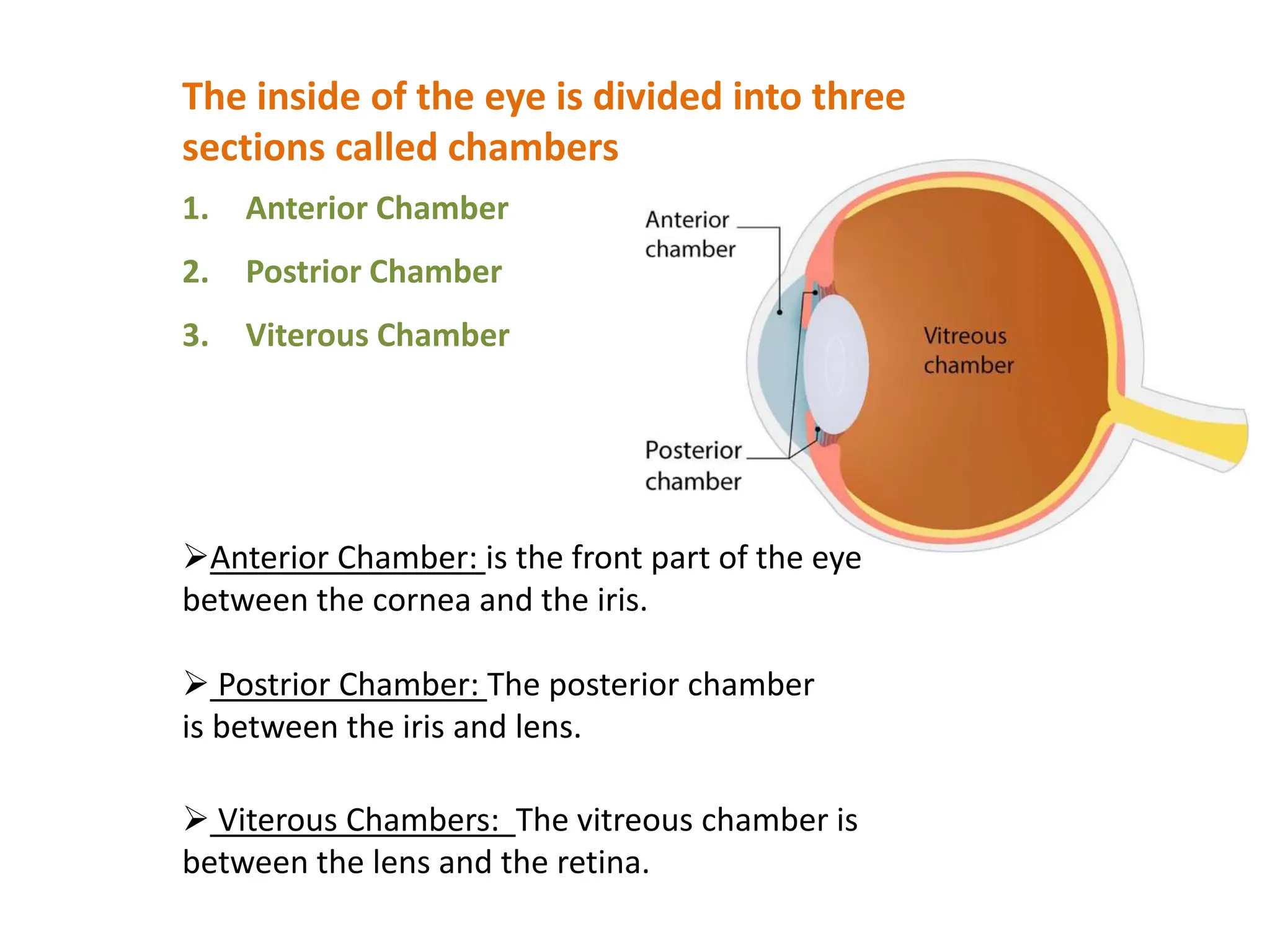presentation of Human eye and all its parts Ppt.pptx