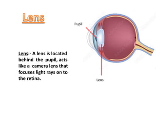 presentation of Human eye and all its parts Ppt.pptx