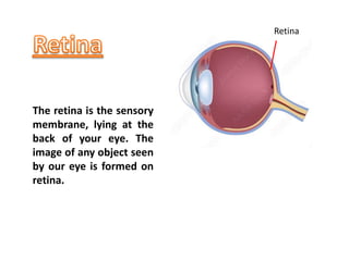 presentation of Human eye and all its parts Ppt.pptx