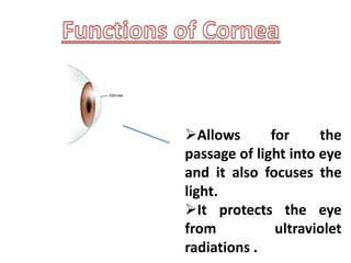 presentation of Human eye and all its parts Ppt.pptx