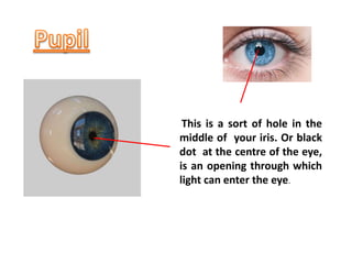presentation of Human eye and all its parts Ppt.pptx
