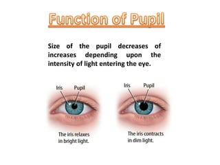 presentation of Human eye and all its parts Ppt.pptx
