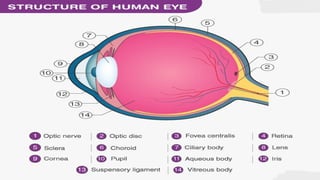 Human Eye PPT with descriptive formation for class 8 ICSE | PPTX