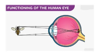 Human Eye PPT with descriptive formation for class 8 ICSE | PPTX