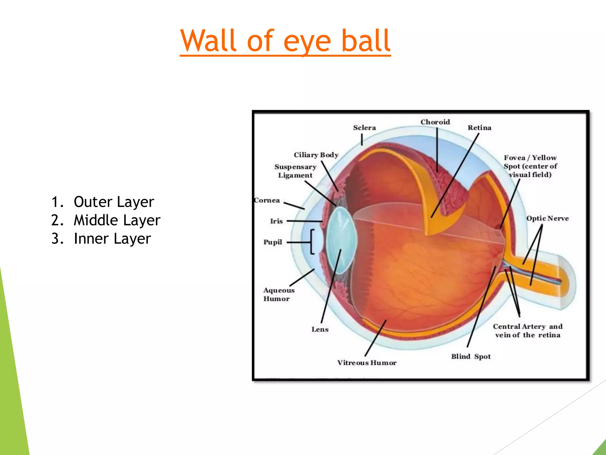 Human Eye Presentation.pdf