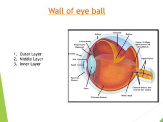 Human Eye Presentation.pdf