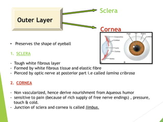 Human Eye Presentation.pdf