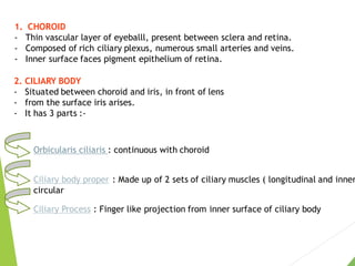 Human Eye Presentation.pdf