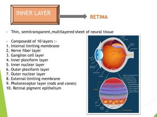 Human Eye Presentation.pdf