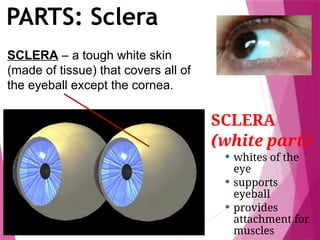 HUMAN_EYE_PRESENTATION ...