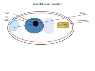 Human_Eye_Styled_With_Diagram presentation .pptx