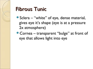 Human eye (text) (1) | PPT