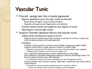 Human eye (text) (1) | PPT