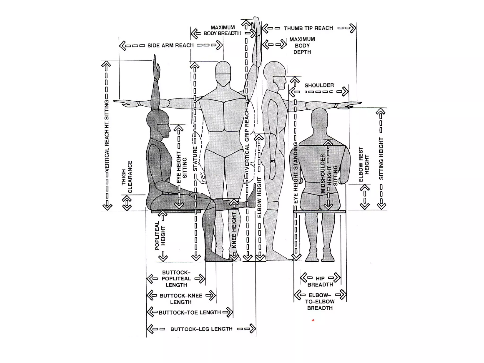 Human factors and ergonomics and anthropometrics | PPT