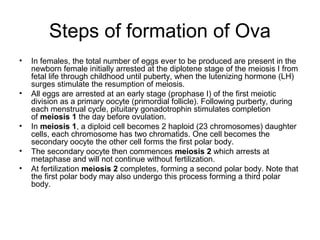 Human female reproductive system | PPT