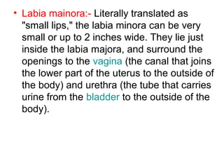 Human female reproductive system | PPT