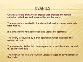 Human female reproductive system | PPTX