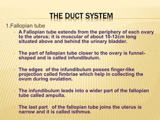 Human female reproductive system | PPTX