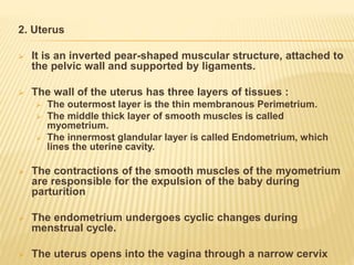 Human female reproductive system | PPTX
