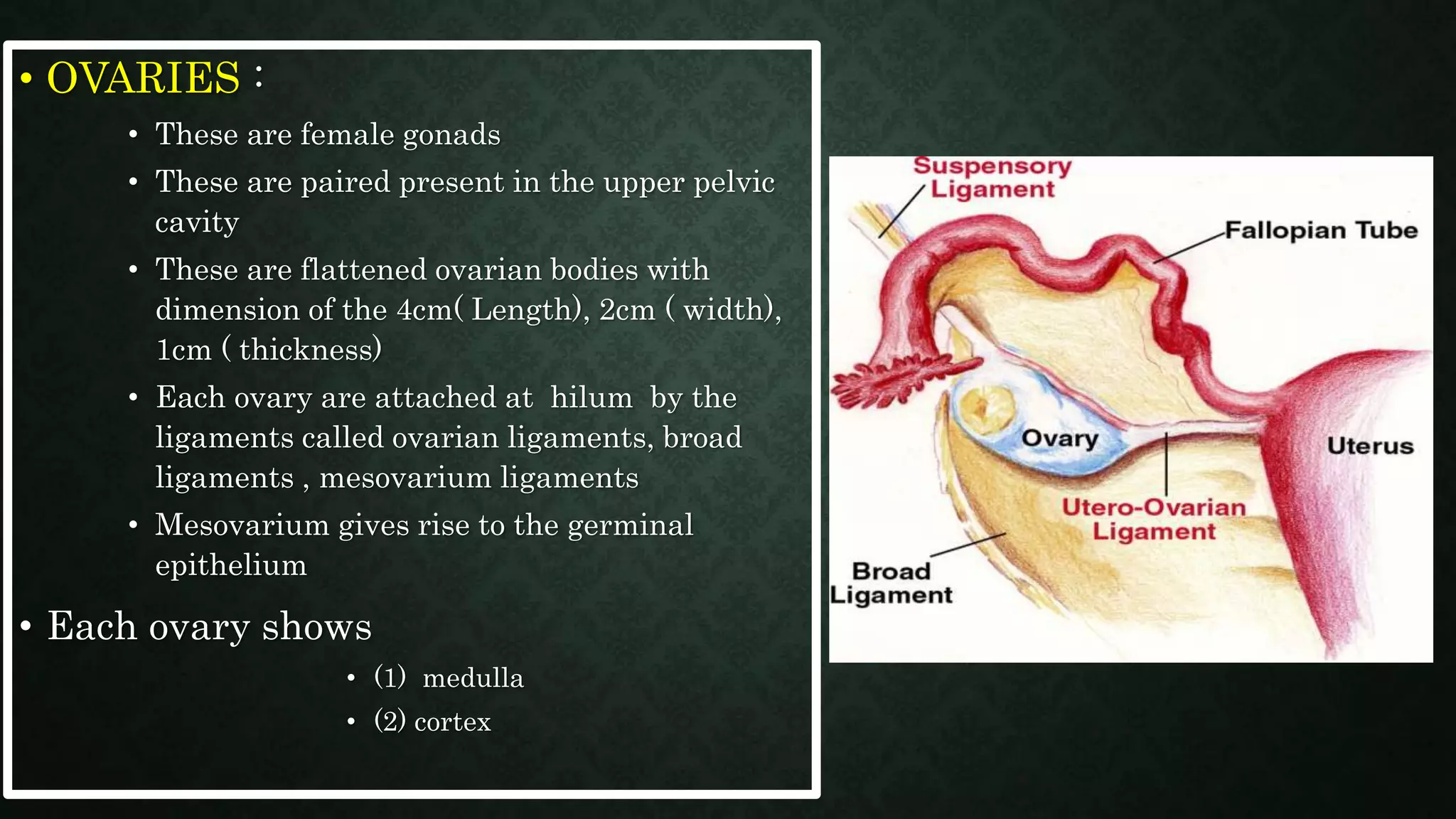 Human female reproductive system | PPTX
