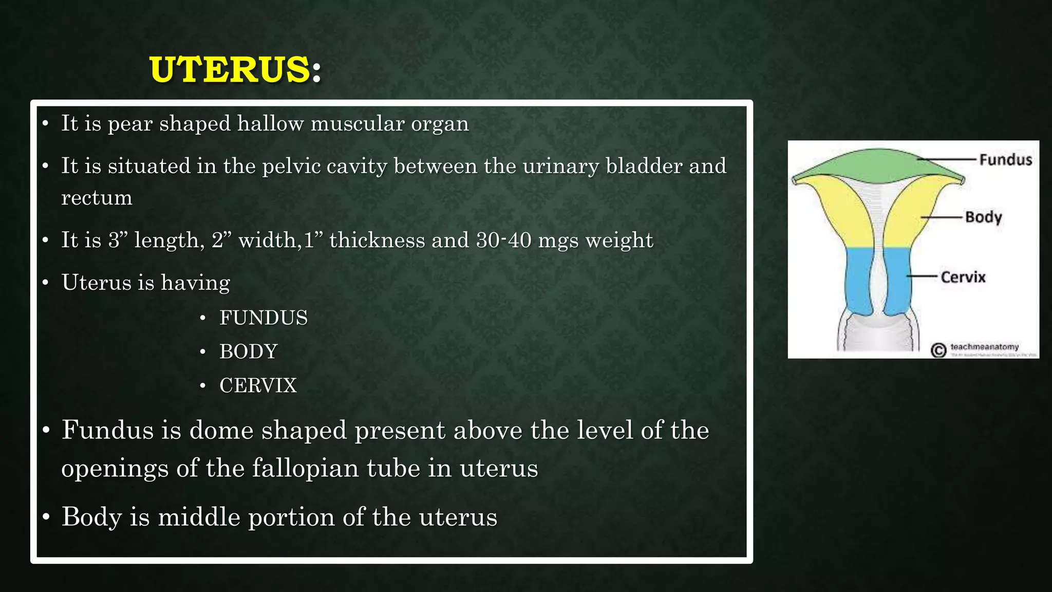 Human female reproductive system | PPTX