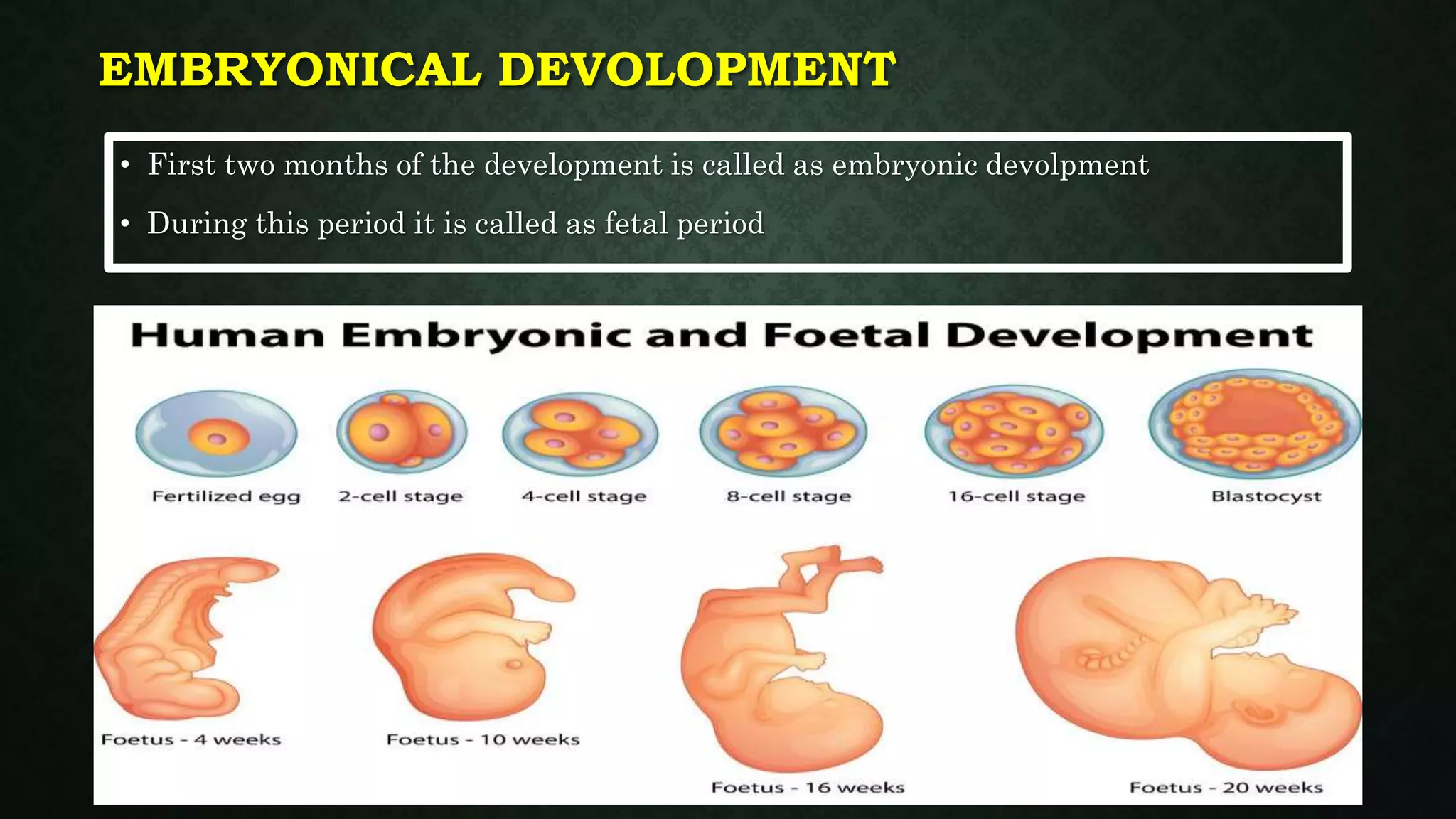 Human female reproductive system | PPTX