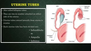 Human female reproductive system | PPTX