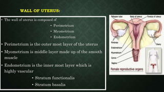 Human female reproductive system | PPTX