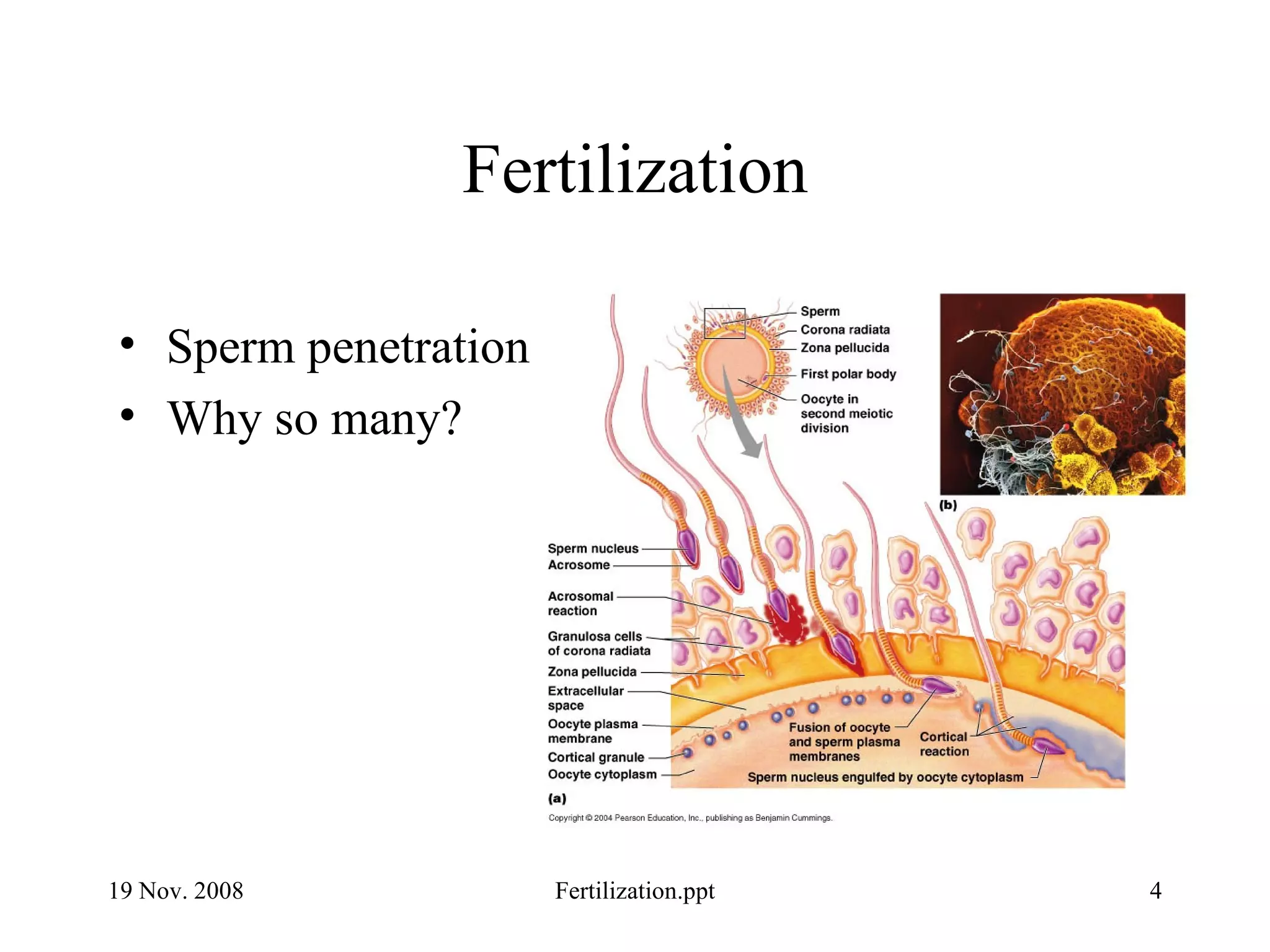 Human fertilization | PPT