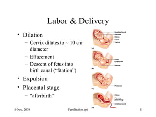 Human fertilization | PPT