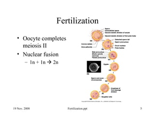 Human fertilization | PPT
