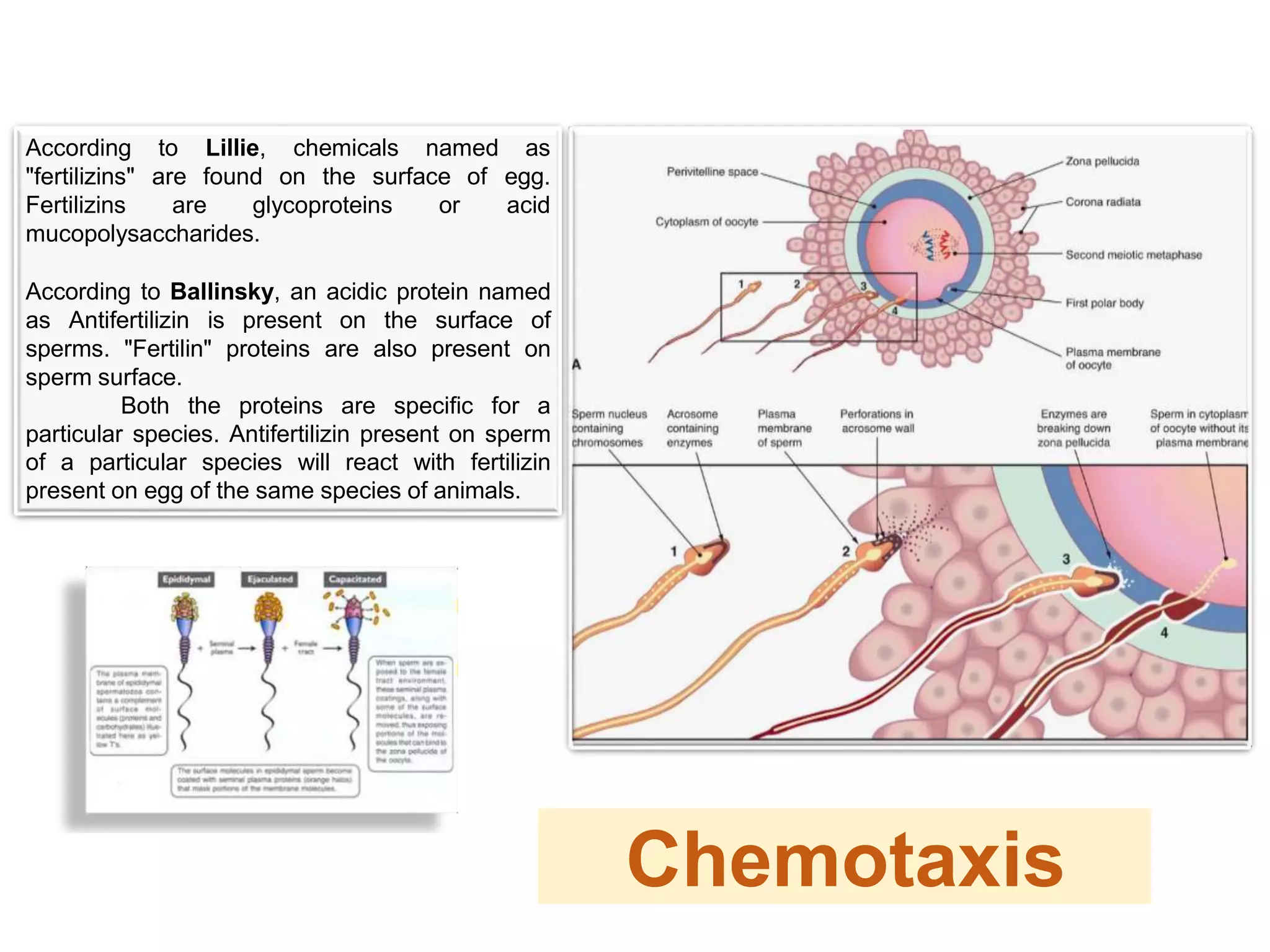 Human fertilization | PPTX