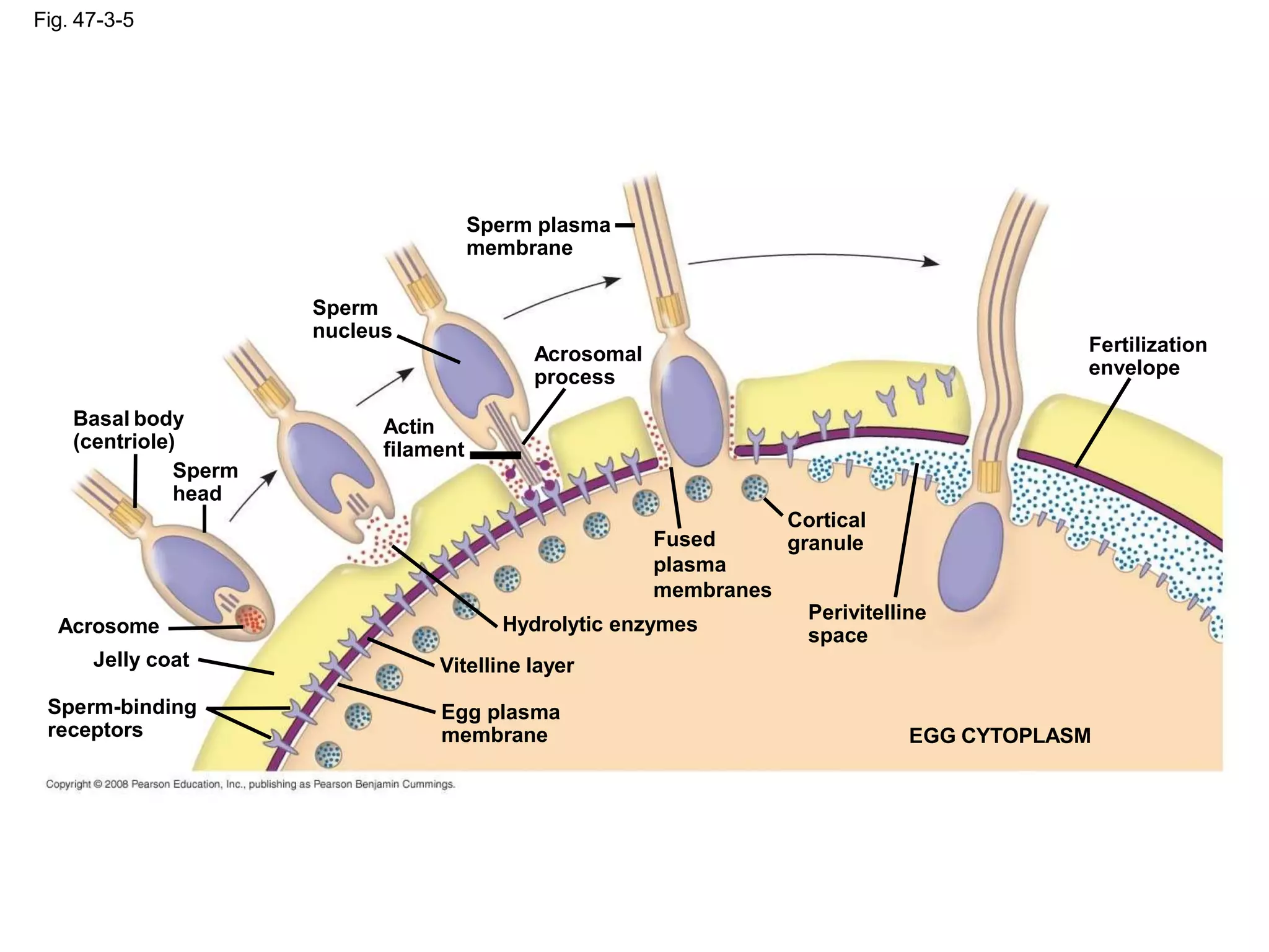Human fertilization | PPTX