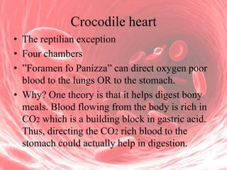Human, fish and reptile heart | PPTX | Heart and Cardiovascular ...